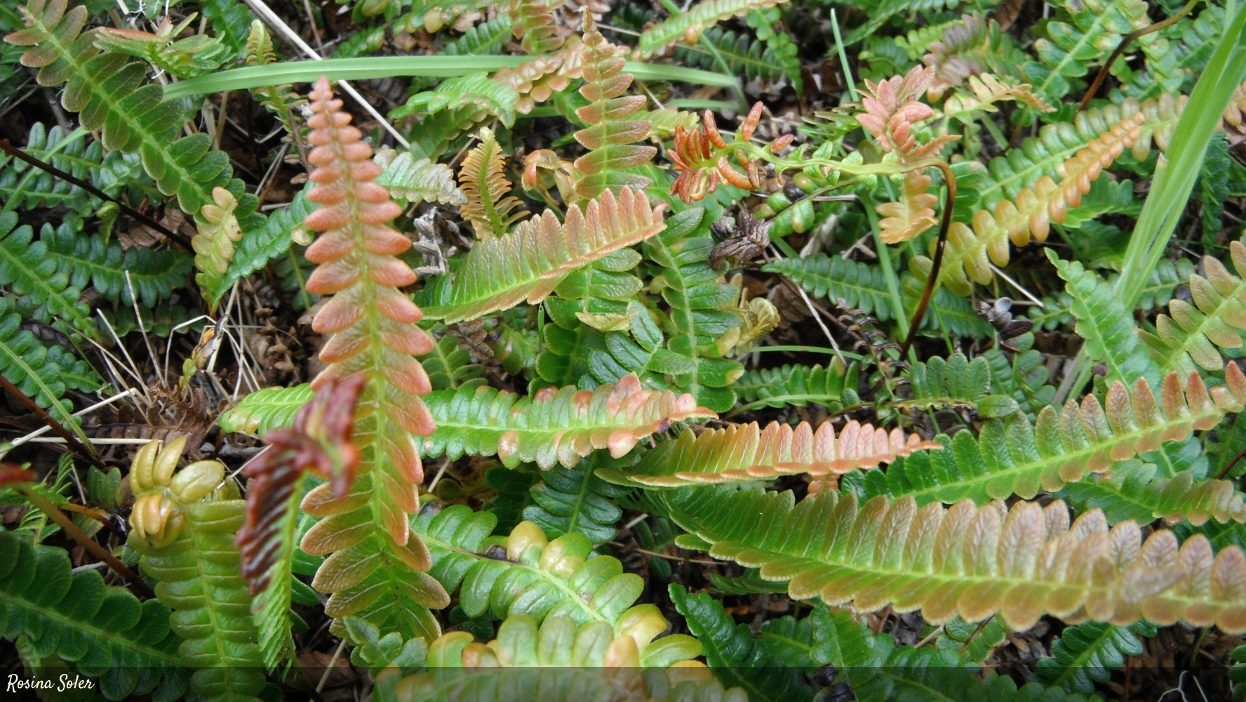Blechnum penna marina | Helechos | Fin del Mundo - Tierra del Fuego ...