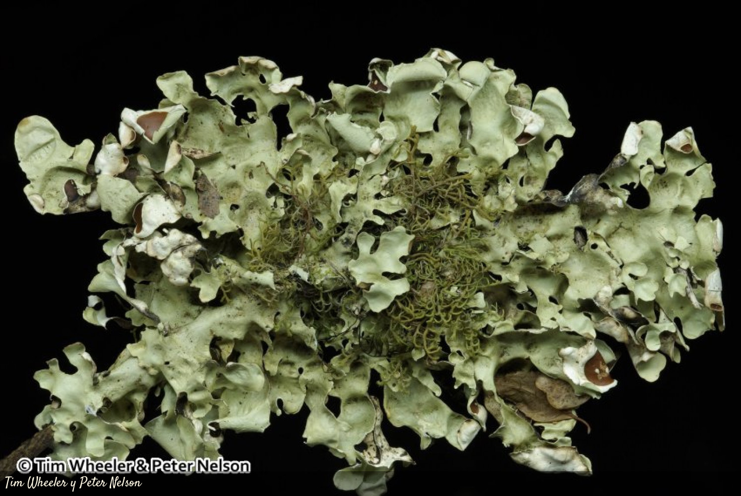 Nephroma antarcticum | Líquen | Fin del Mundo - Tierra del Fuego ...