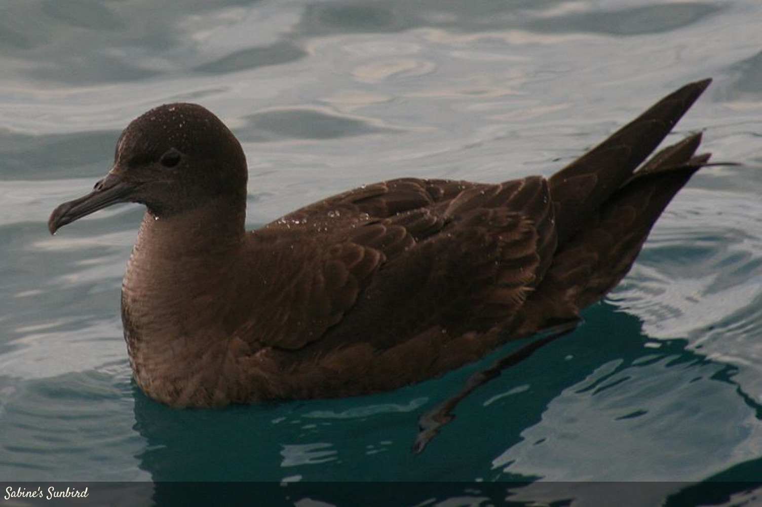 Puffinus griseus | Aves | Fin del Mundo - Tierra del Fuego, Ushuaia ...