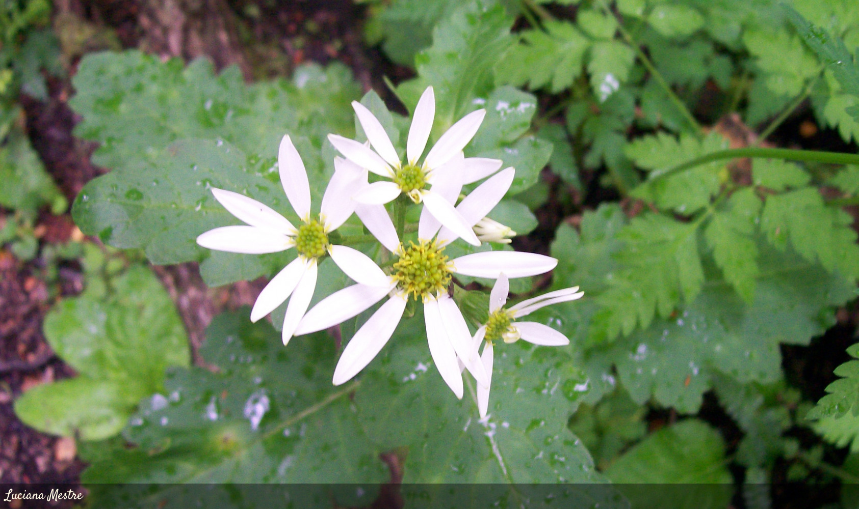 Senecio acanthifolius | Dicotiledóneas | Fin del Mundo - Tierra del ...