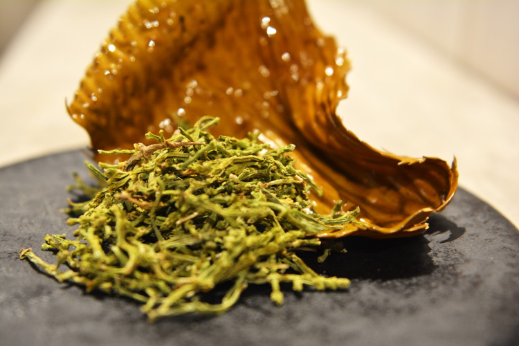 Salicornia (Sarcocornia) | Fin del Mundo - Tierra del Fuego, Ushuaia ...